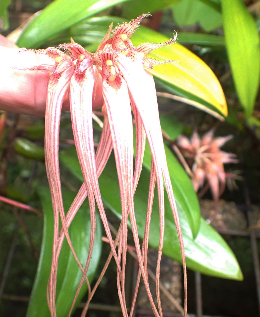 Bulbophyllum Sanguineo- Punctatum x Longissimum – Cape Oasis