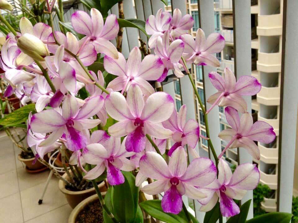 Dendrobium Pop Eye – Cape Oasis