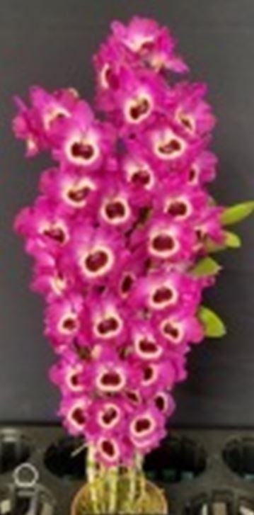 Dendrobium Red Model – Cape Oasis