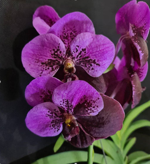 Vanda Two-Tone '#195' – Cape Oasis