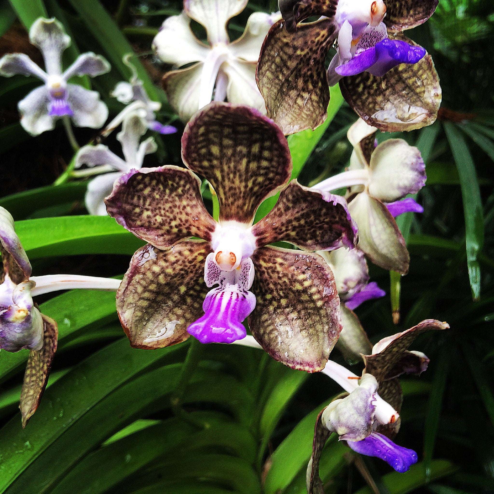 VANDACEOUS HYBRIDS – Cape Oasis