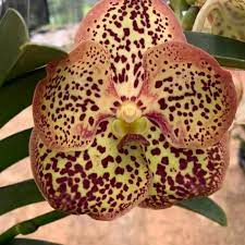 Vanda Varut Leopard – Cape Oasis