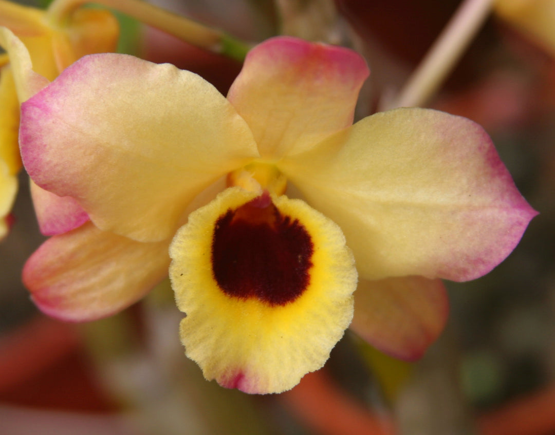Dendrobiums – Cape Oasis