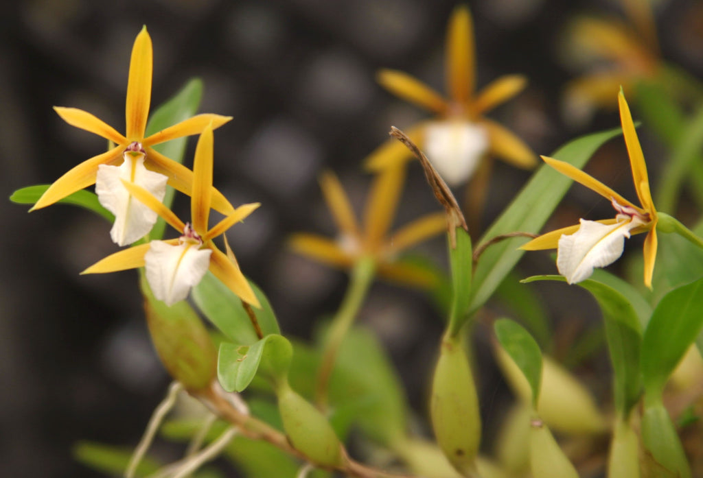 Epidendrum Polybulbon – Cape Oasis