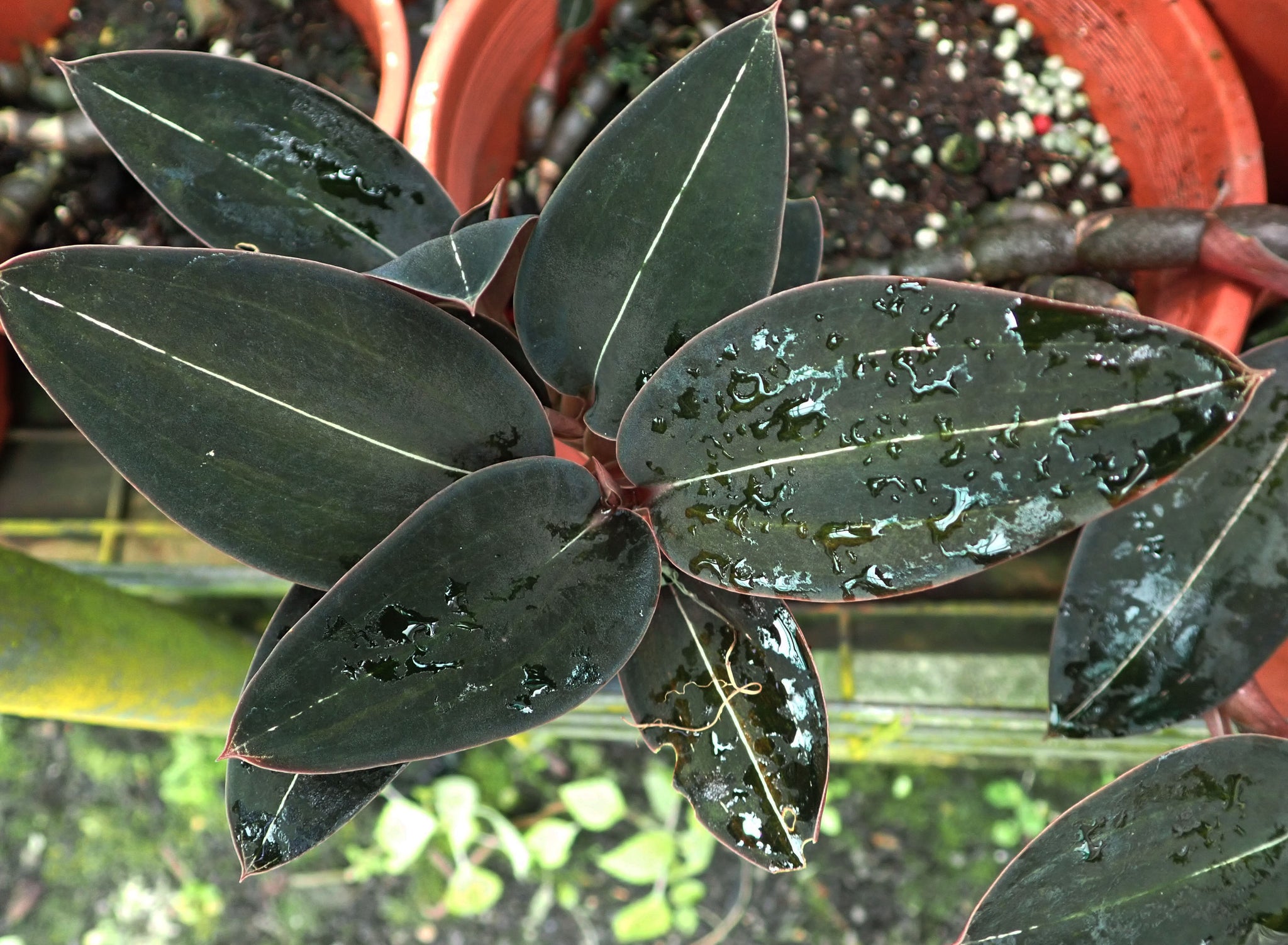 Haemaria (Ludisia) Discolor var. Nigrescens#N# #N# #N# #N# – Cape Oasis